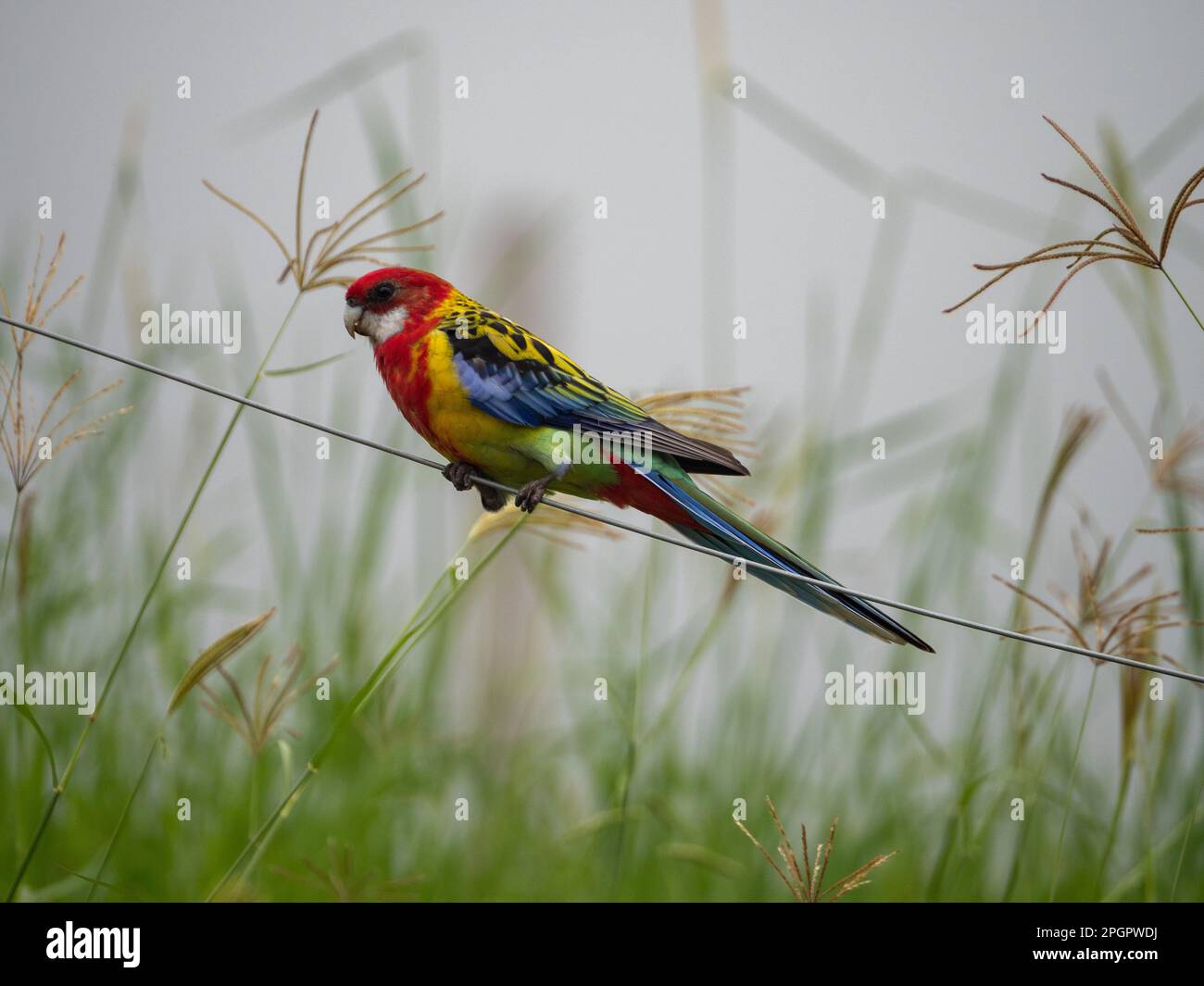 Eastern Rosella, bird on a wire, Australian birds Stock Photo - Alamy
