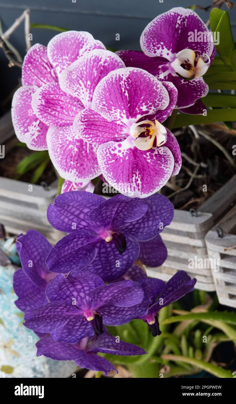 Purple and White Moth (Phalaenopsis) and Blue Vanda Orchids (Pachara ...