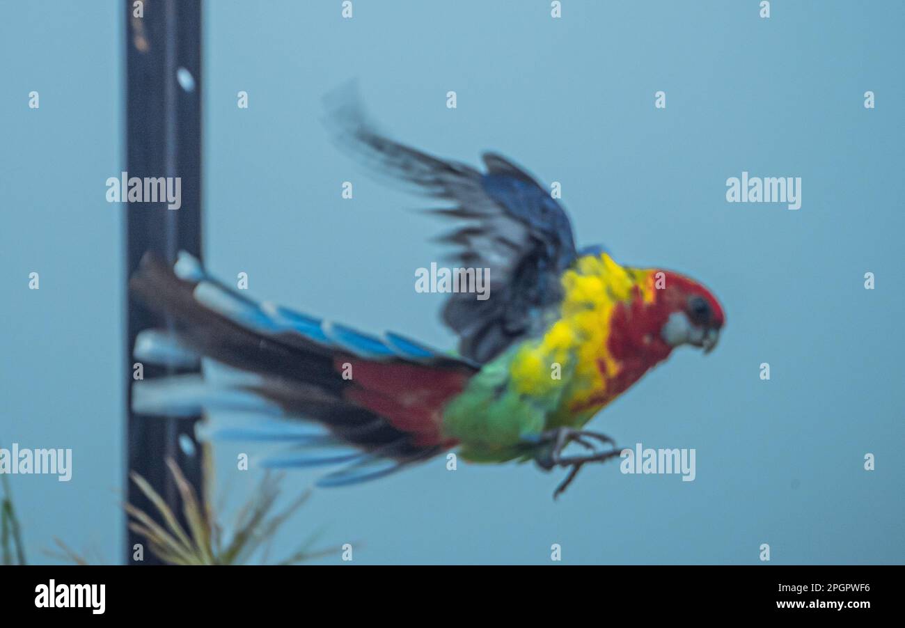 Eastern rosellas in flight hi-res stock photography and images - Alamy