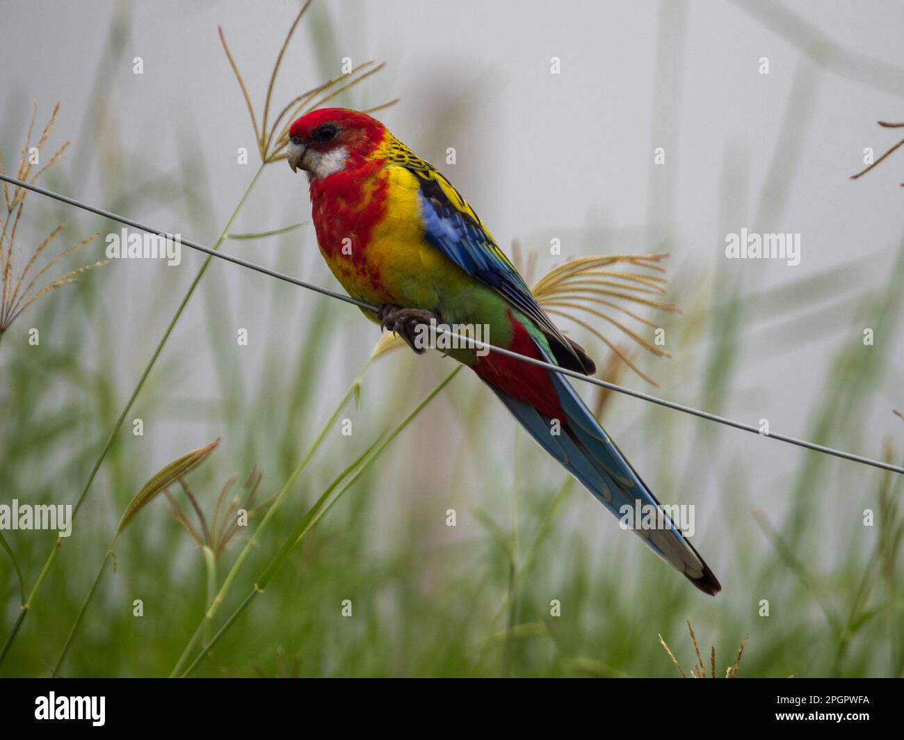 Eastern Rosella, bird on a wire, Australian birds Stock Photo - Alamy