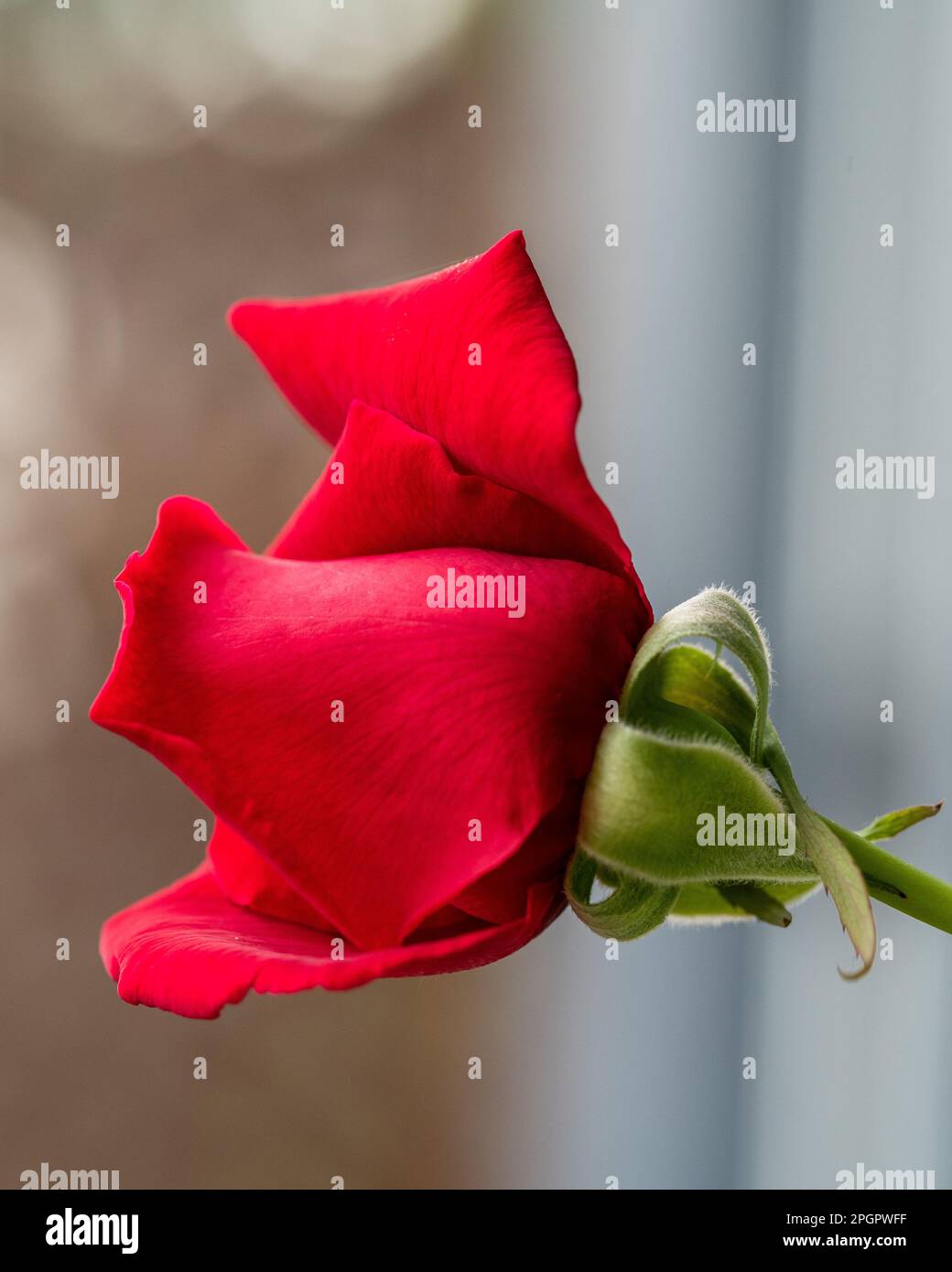 Macro of a scarlet Red Rose Flower Bud just beginning to bloom ...
