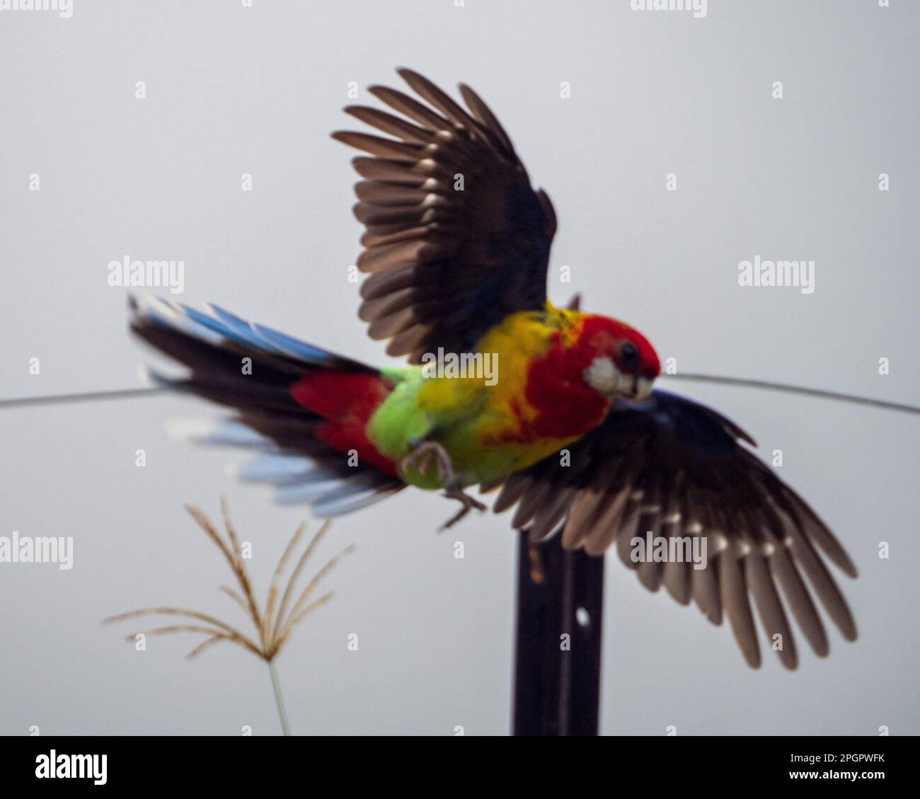 Artistic, Eastern Rosella, parrot flying, wings spread, feathers fanned ...