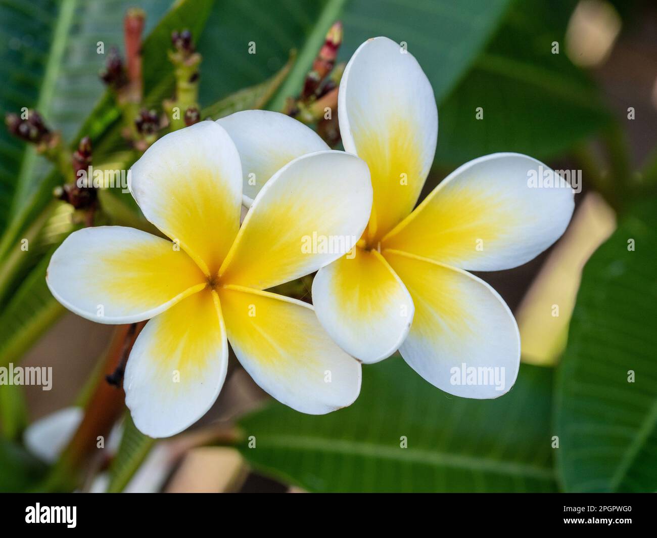 Frangipani Exotic Tropical Flower