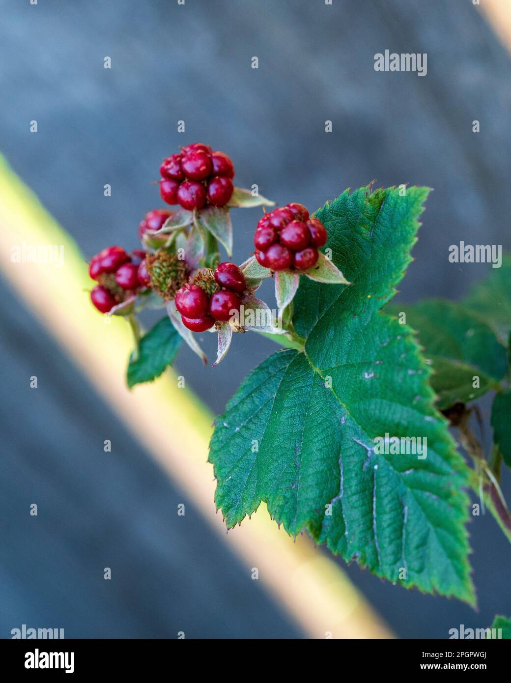 Red, not yet ripe Blackberries on the thornless plant vine, Fruit ...