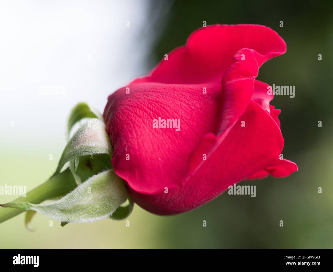 Macro of a scarlet Red Rose Flower Bud just beginning to bloom ...