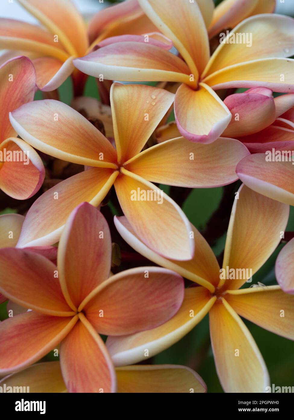 Beautiful fragrant Frangipani flowers, Front on perspective, pink ...