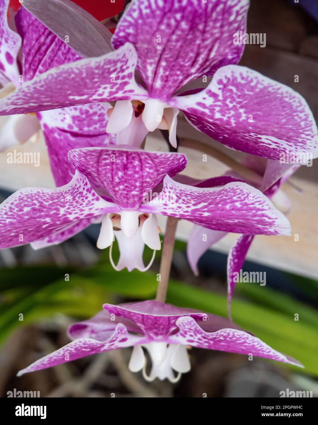 Cross section view of Vertical hanging stem of beautiful tropical ...