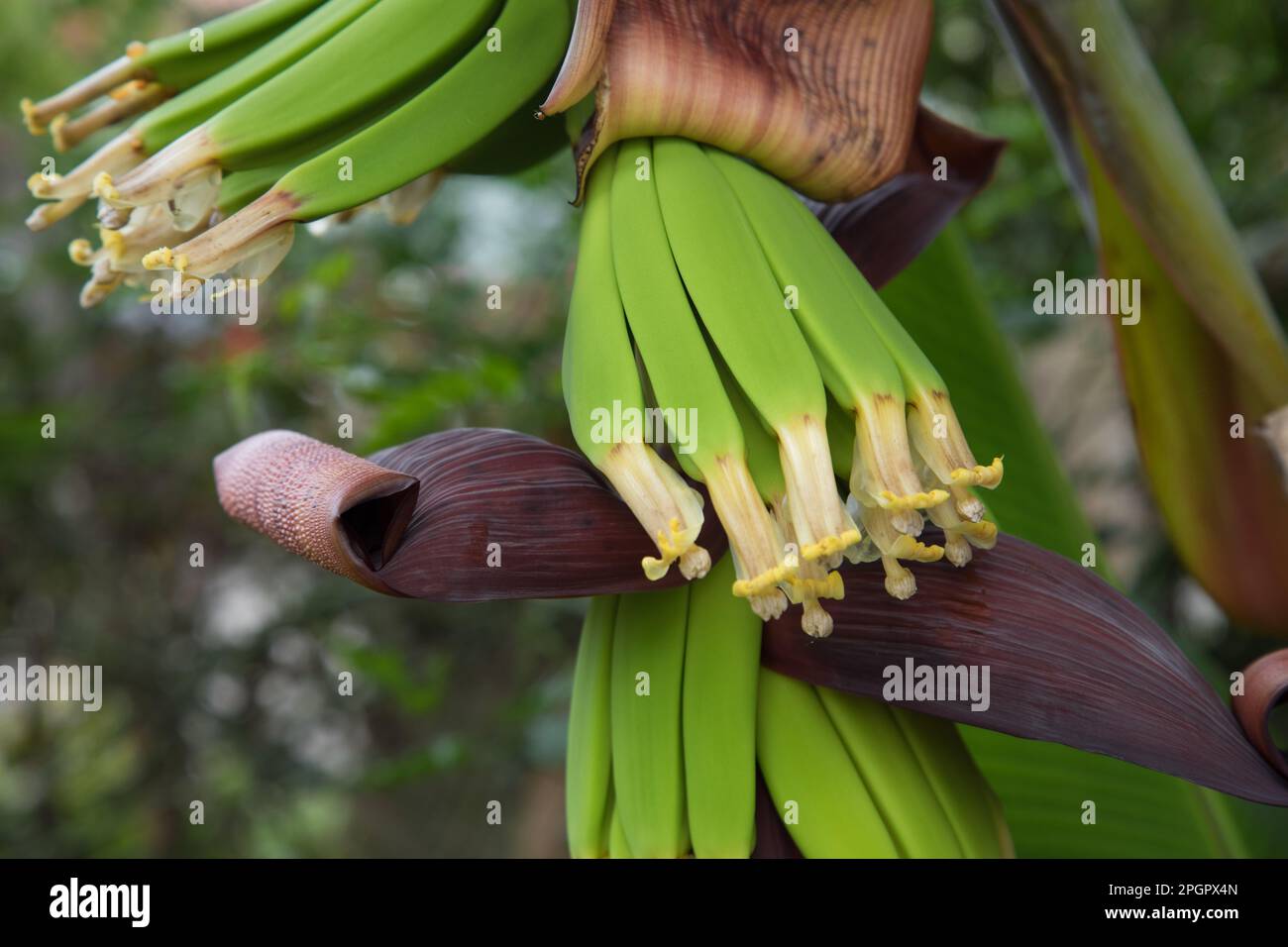 Immature banana fruits hi-res stock photography and images - Alamy