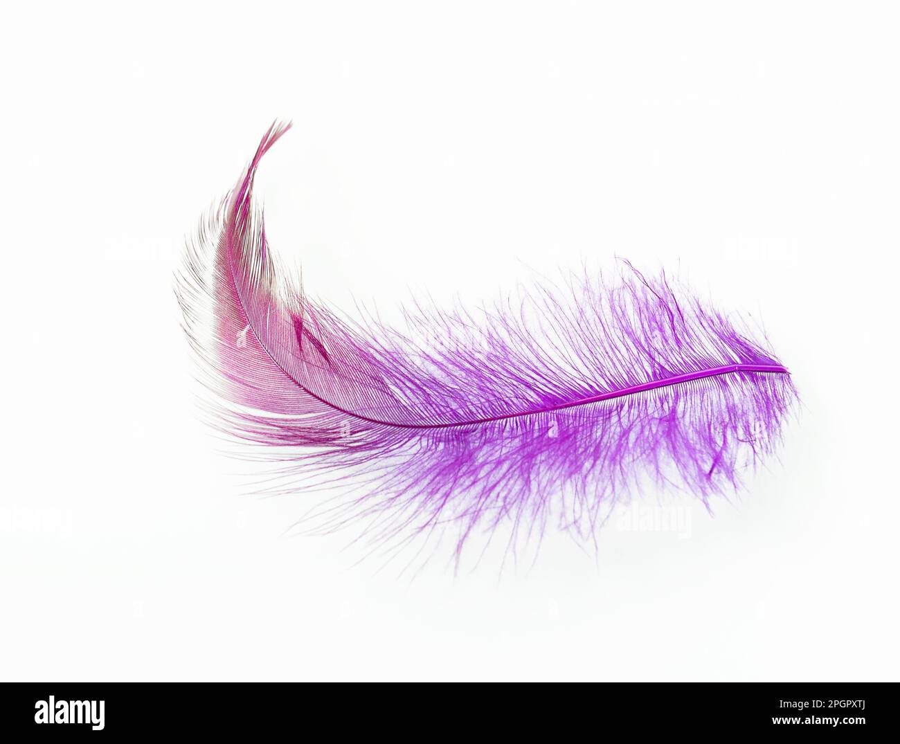 Bird feather exotic magenta color isolated on white background Stock ...