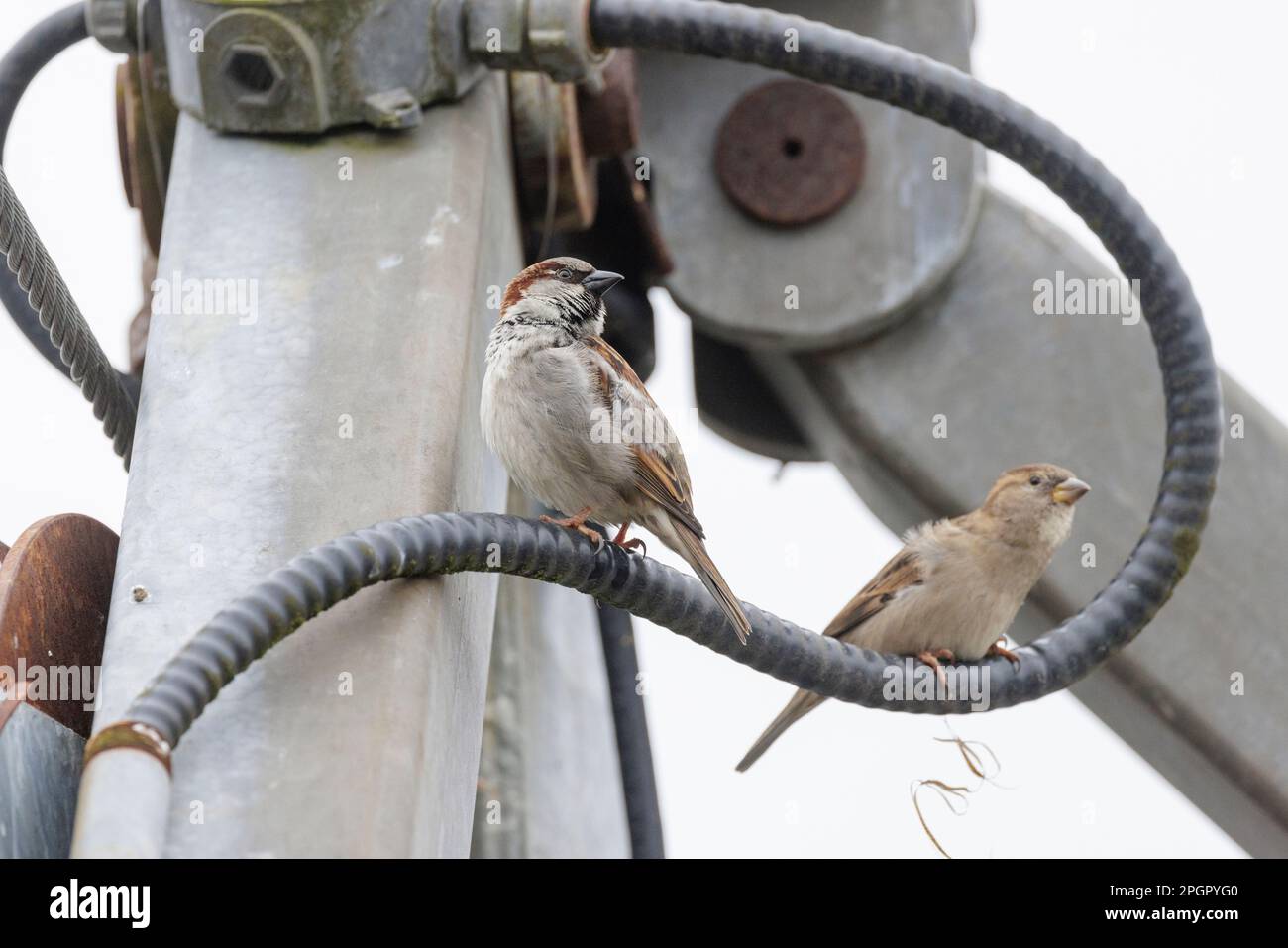 Female male house sparrow hi-res stock photography and images - Alamy