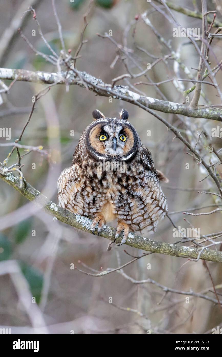 Long-eared owl bird at Vancouver BC Canada Stock Photo - Alamy