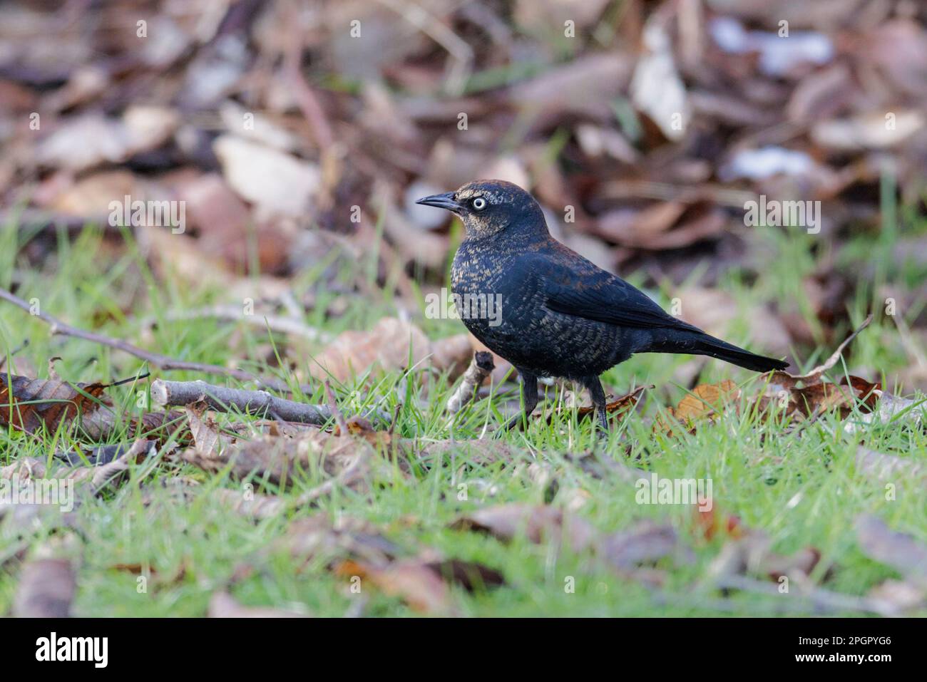 Rusty Blackbird bird at Vancouver BC Canada Stock Photo - Alamy