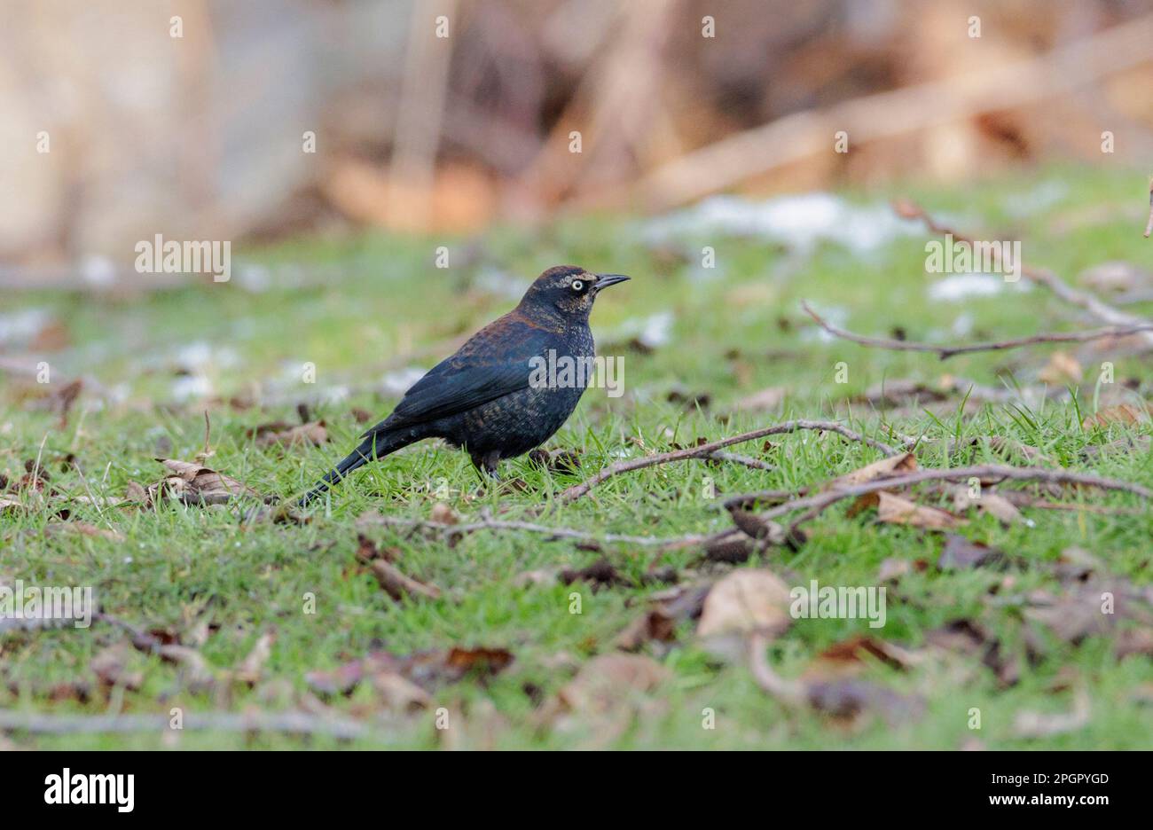 Rusty Blackbird bird at Vancouver BC Canada Stock Photo - Alamy