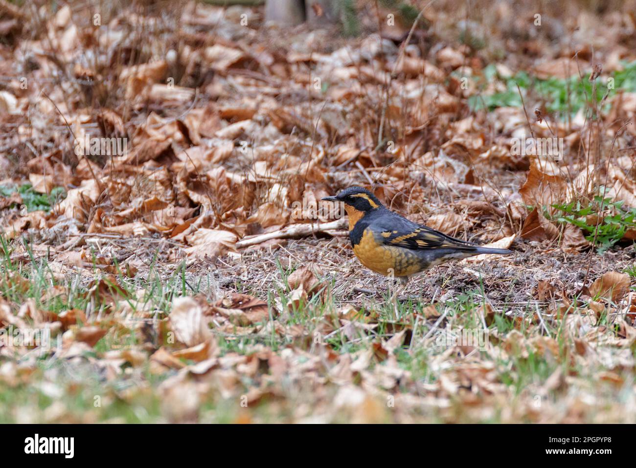 Varied Thrush bird at Vancouver BC Canada Stock Photo - Alamy