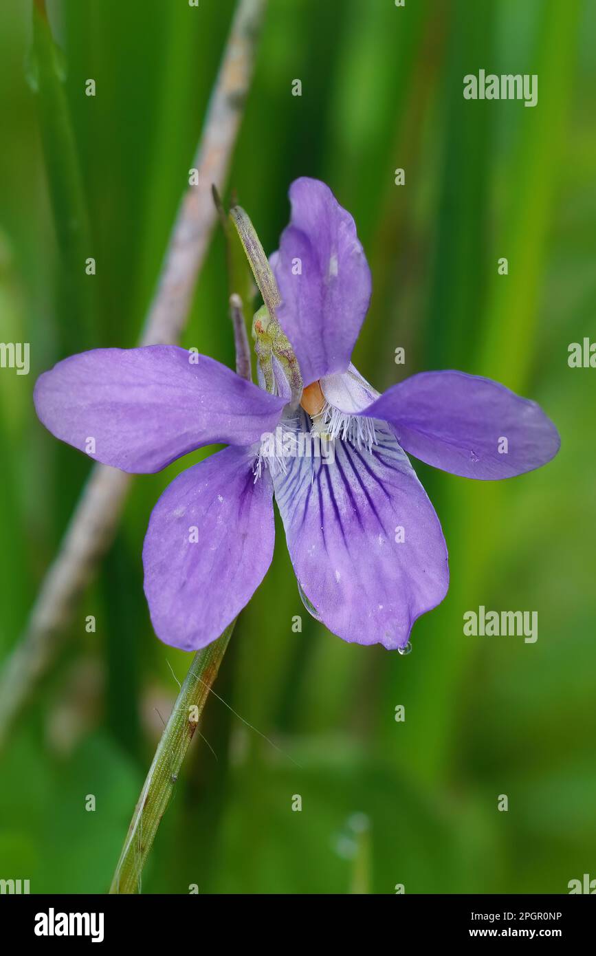 Colorful vertical closeup on a purple flower of the common dog violet ...