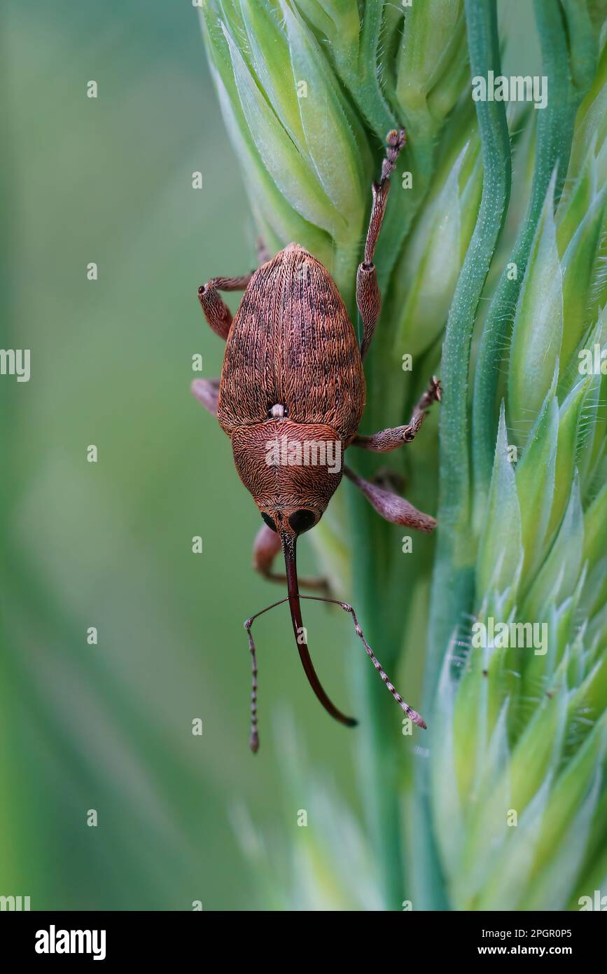 Vertical closeup on a small European carpophagus weevil , Curculio glandium , hanging on in the ...