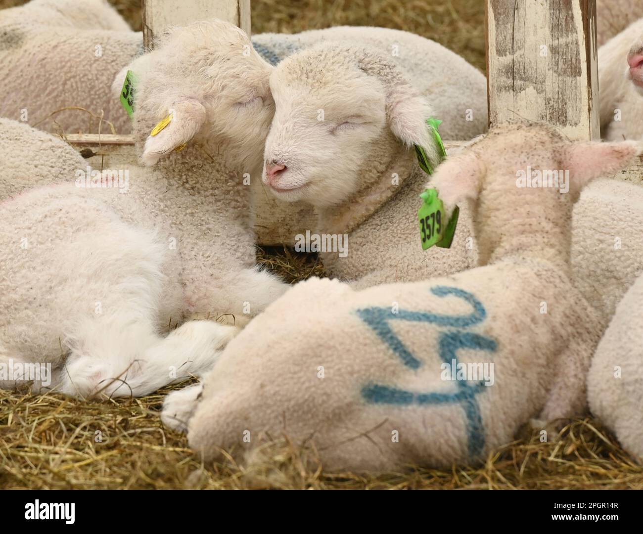Lambs which were born in this spring waddle around in Eco-rin Village ...