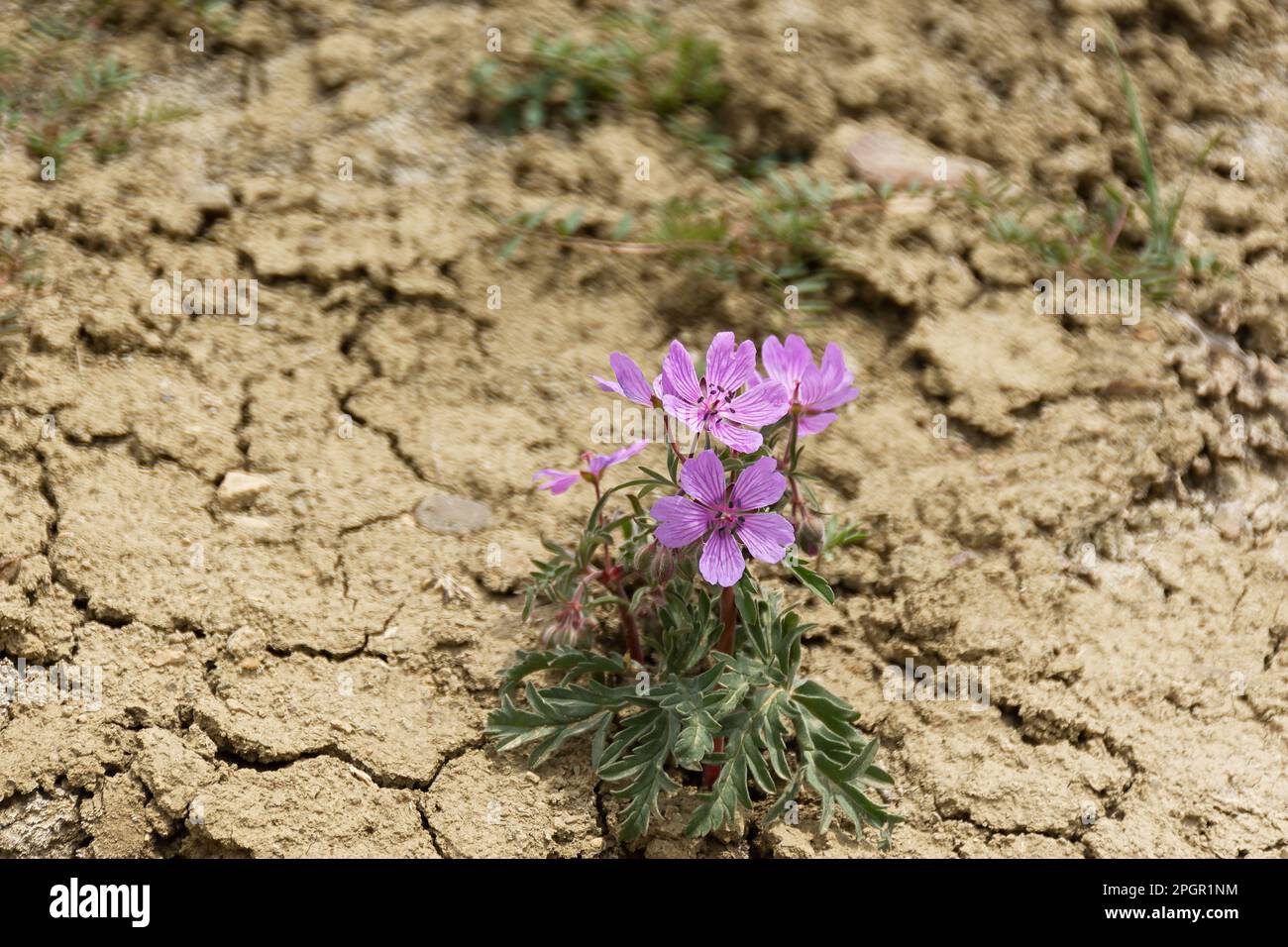 Purple desert flowers close-up. dry summer without rain. Cracked earth ...