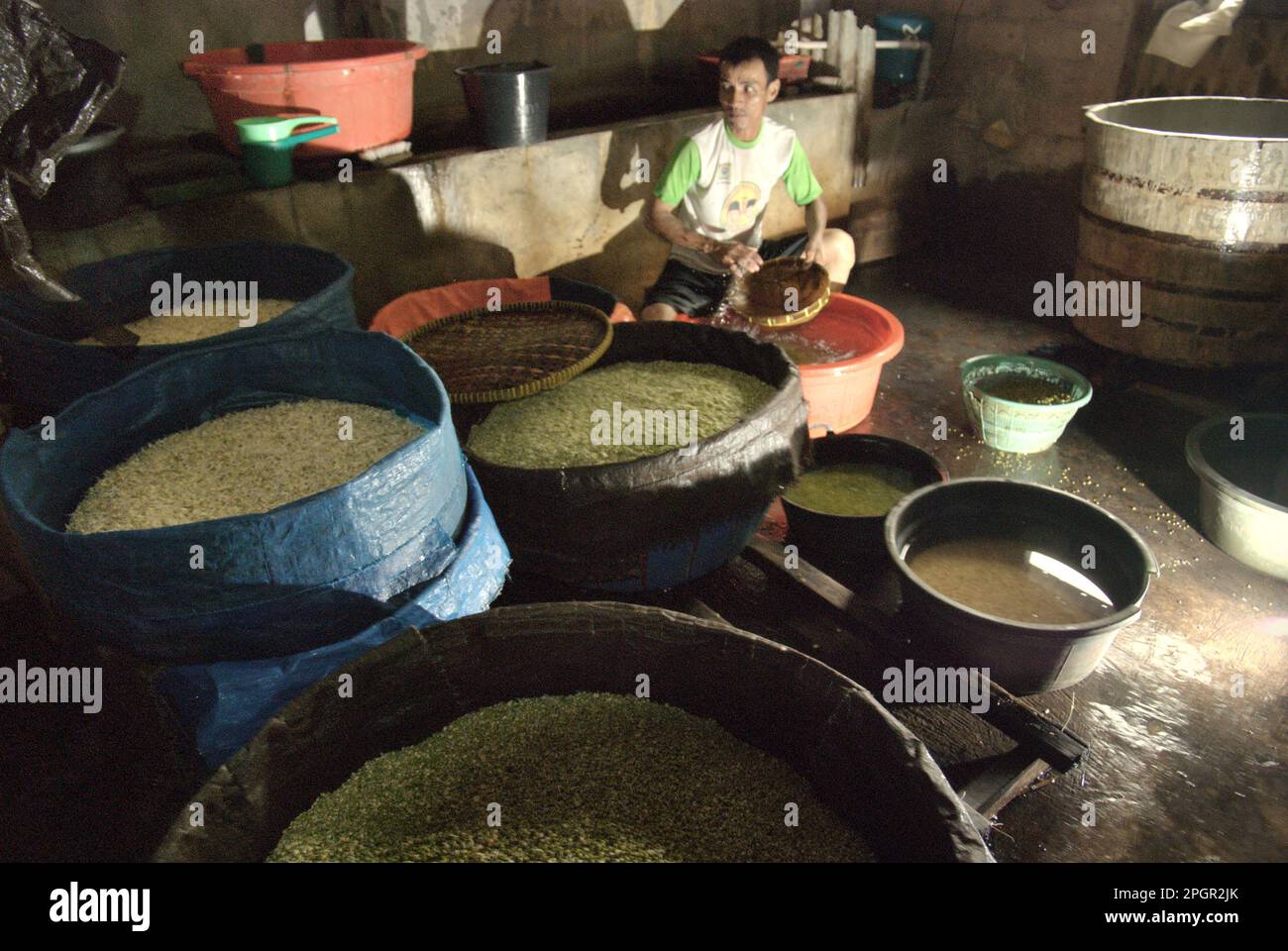 A bean sprouts farm in Jakarta, Indonesia. Mung bean sprouts are a ...