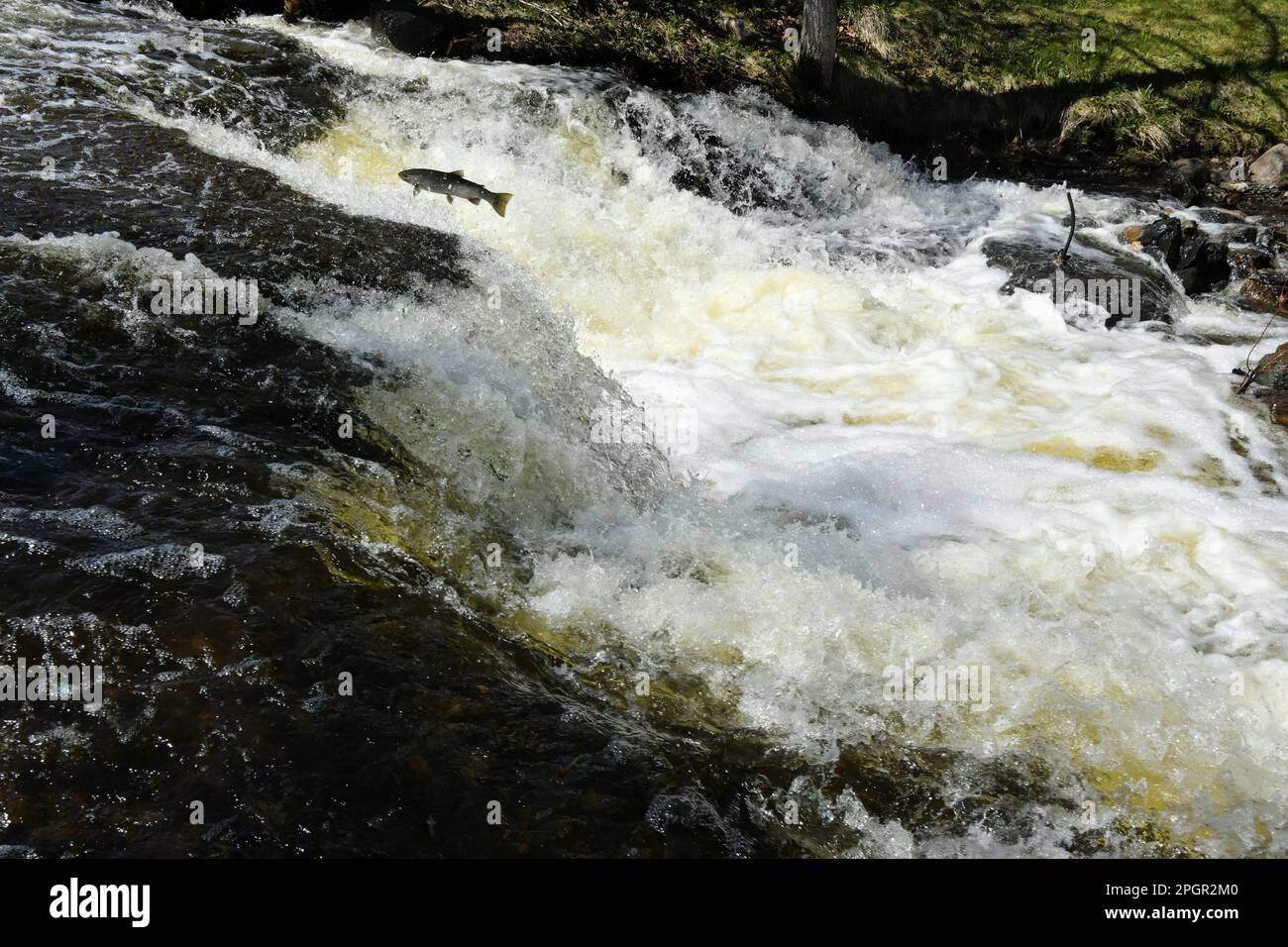 Fish jumping up the low falls in May in McVickars Creek in Thunder Bay ...