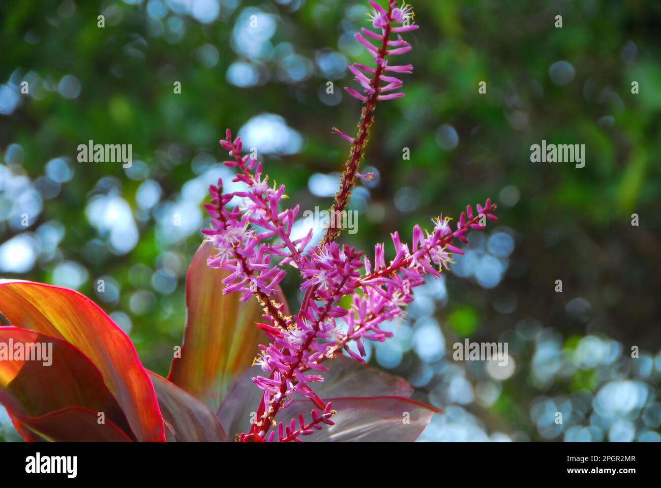 Seen on a golf course garden hi-res stock photography and images - Alamy
