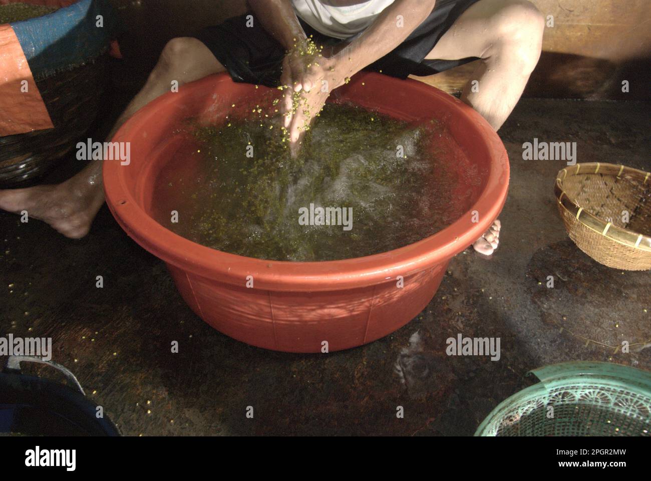 A worker is washing mung beans (Vigna radiata) at a bean sprout farm in Jakarta, Indonesia. Mung ...