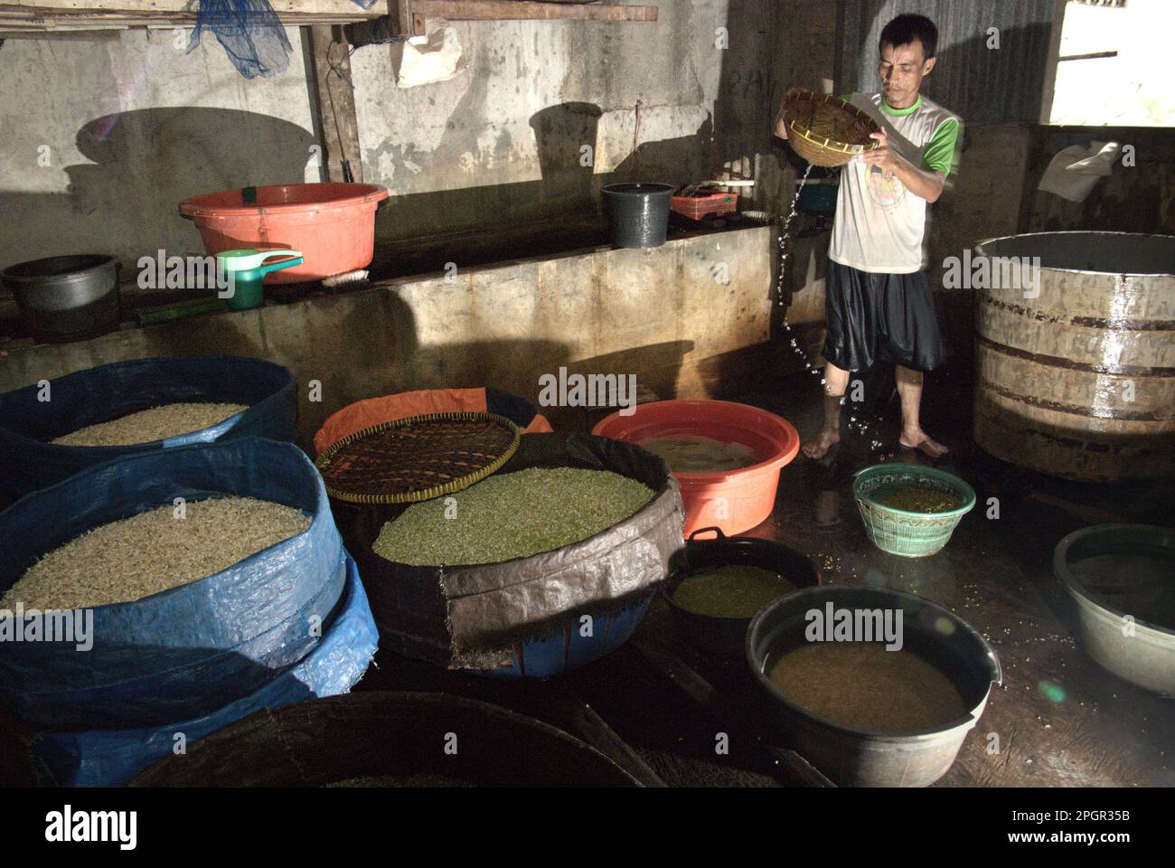 A bean sprouts farm in Jakarta, Indonesia. Mung bean sprouts are a ...