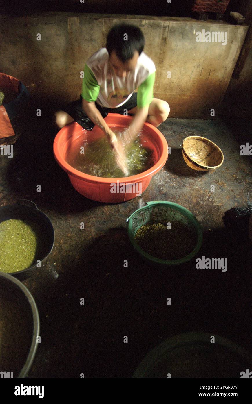A worker is washing mung beans (Vigna radiata) at a bean sprout farm in ...