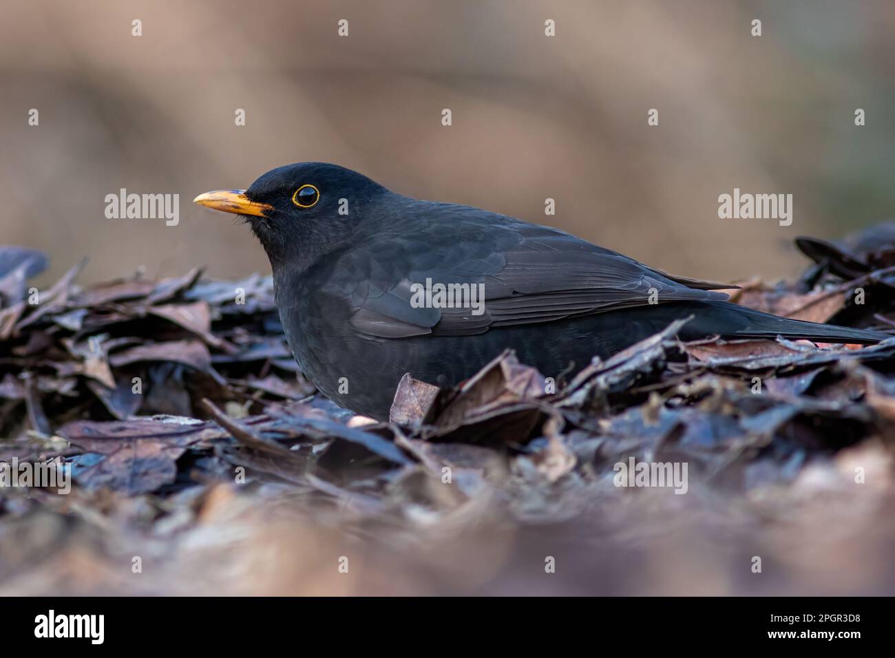 close up of a male blackbird taken from ground level. There is copy ...
