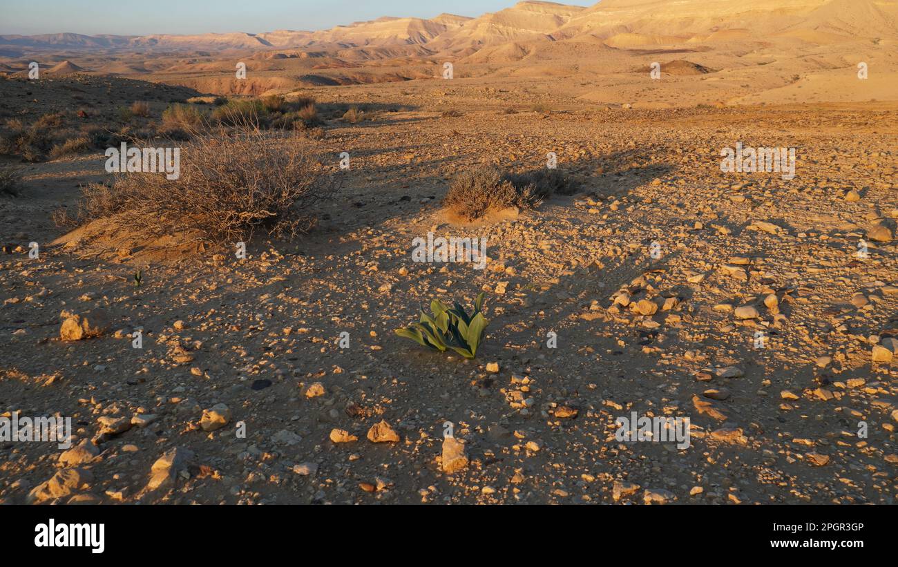 Negev desert landscape at sunrise on the bottom of the crater Makhtesh ...