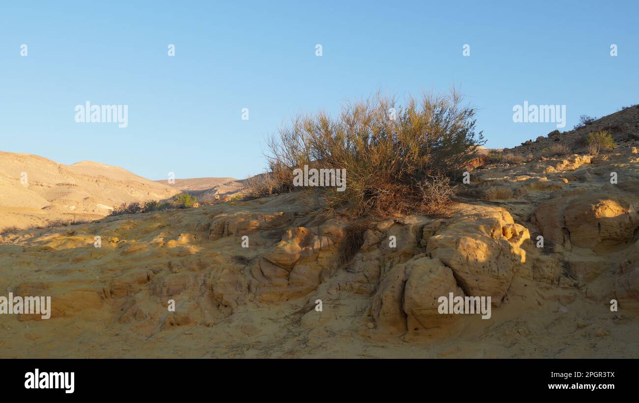 Tree trunk fossils are on the bottom of the crater Makhtesh Gadol, in ...