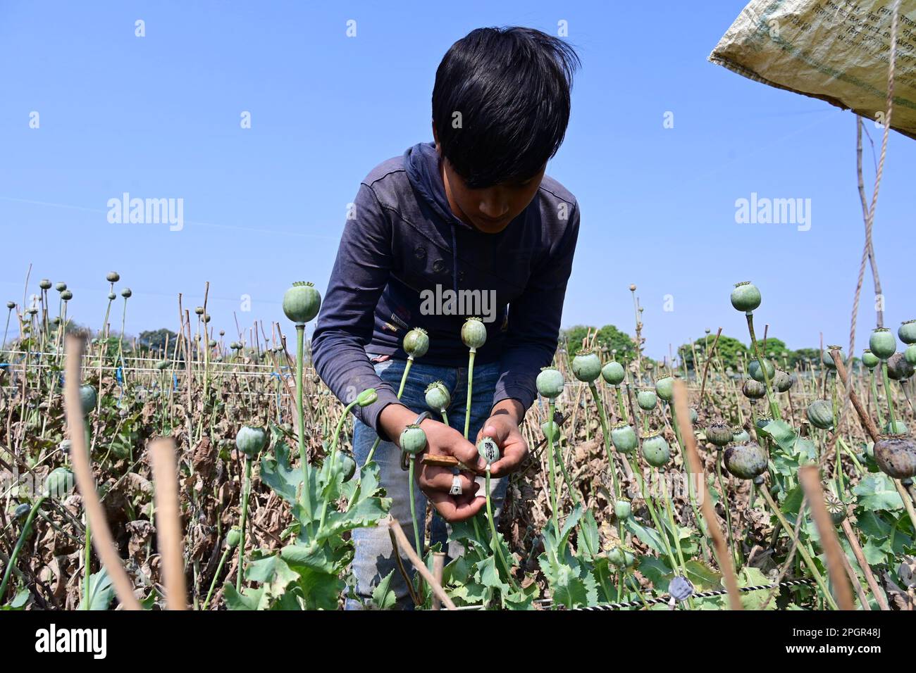 Partapgarh, Rajasthan, India. 23rd Mar, 2023. Opium is also a major ...