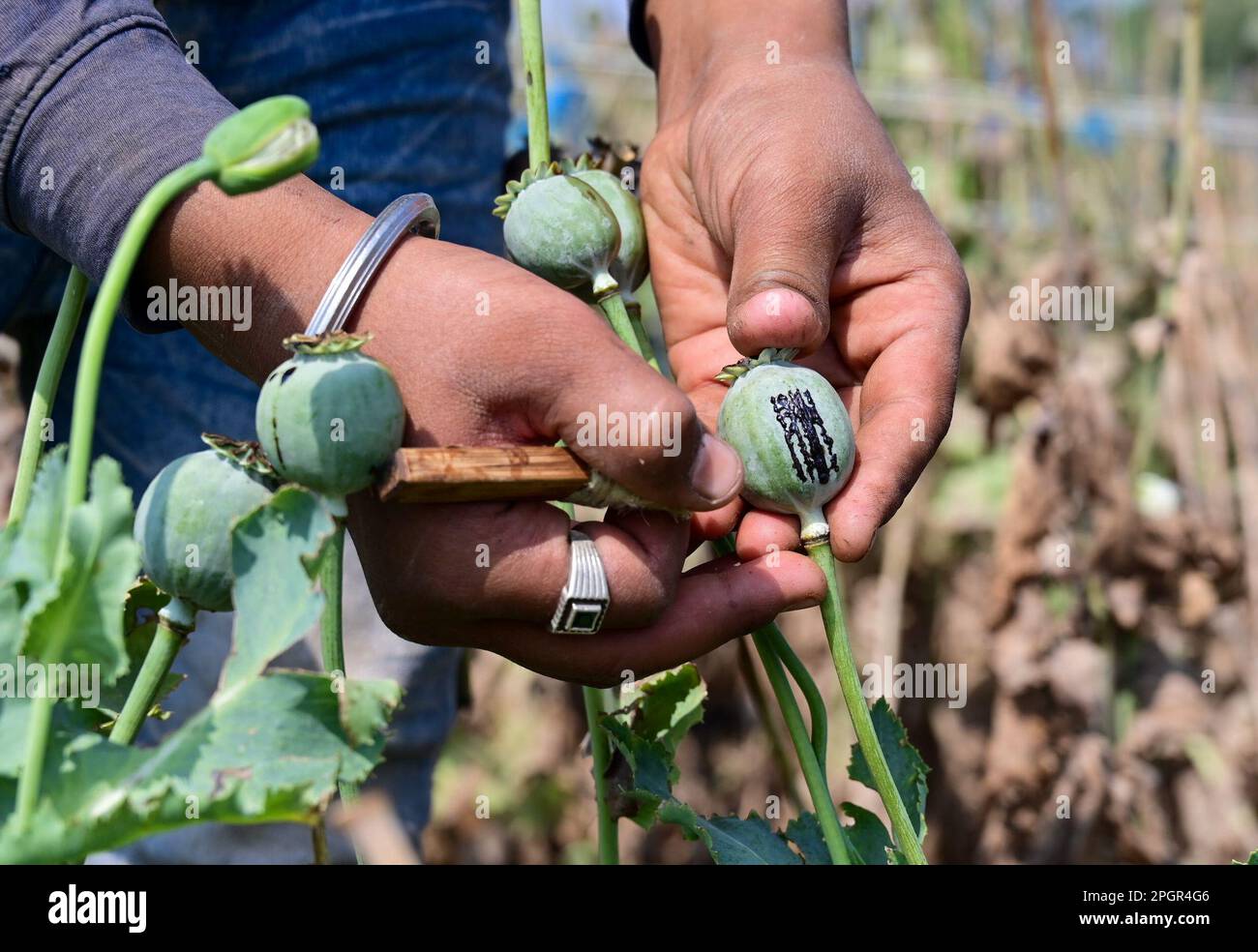 Partapgarh, Rajasthan, India. 23rd Mar, 2023. Opium is also a major ...