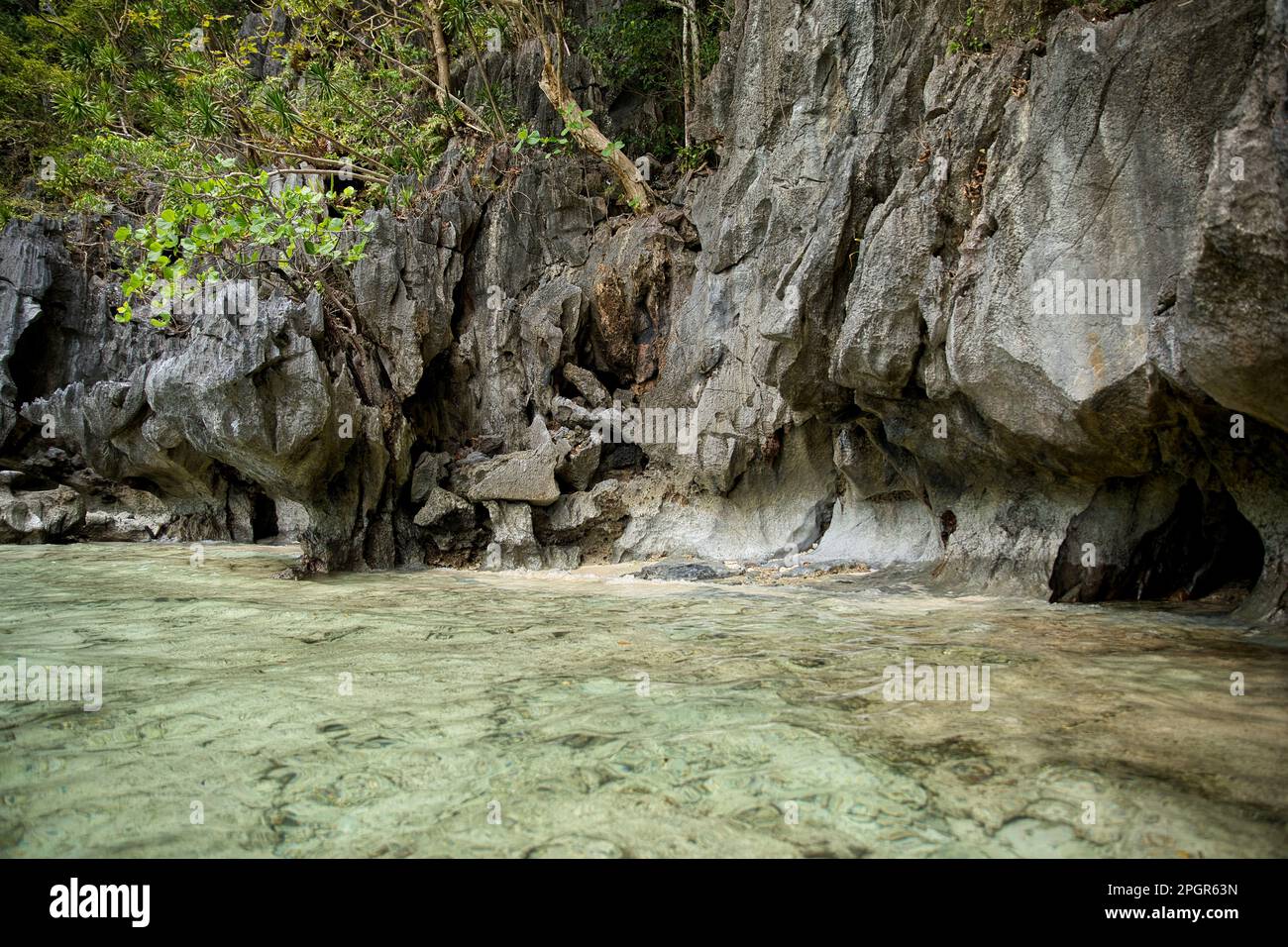 Rough rocks on which a tree grows in El Nido, Palawan in the ...