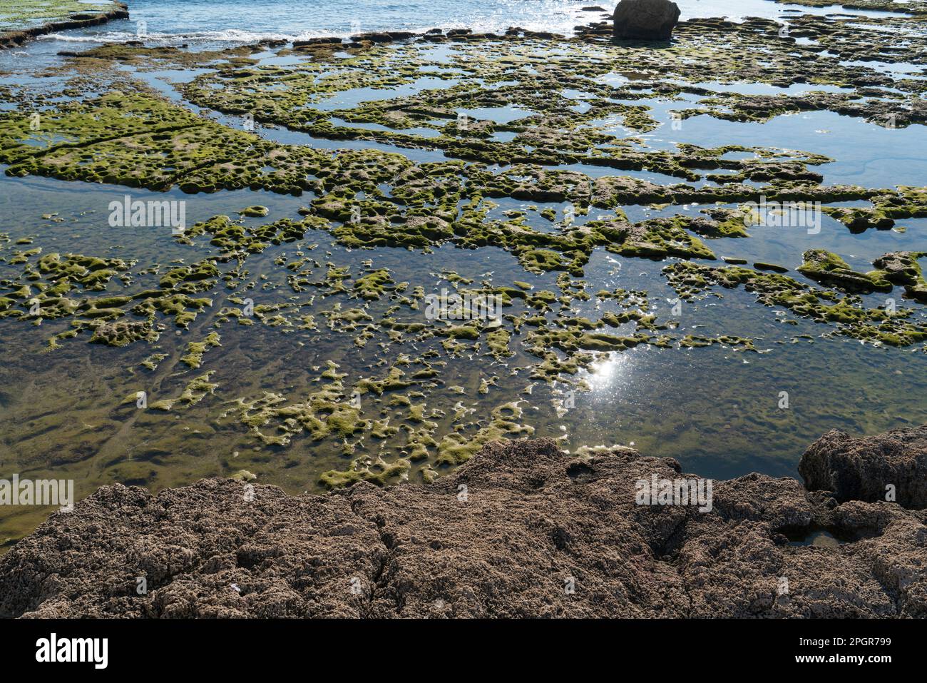 Algae growth close up hi-res stock photography and images - Alamy
