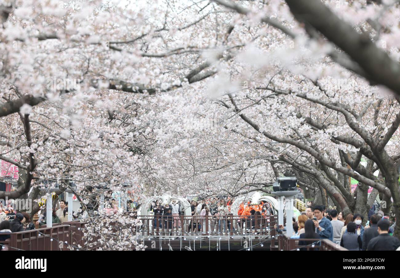 24th Mar, 2023. Eve of Jinhae cherry blossom fest People walk under ...