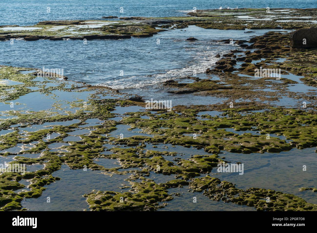 Algae seashore hi-res stock photography and images - Alamy