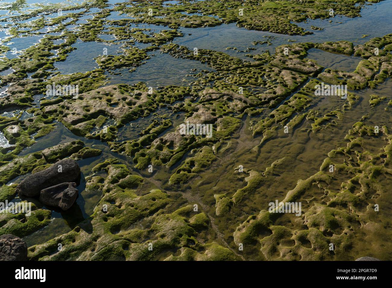 Algae growth close up hi-res stock photography and images - Alamy