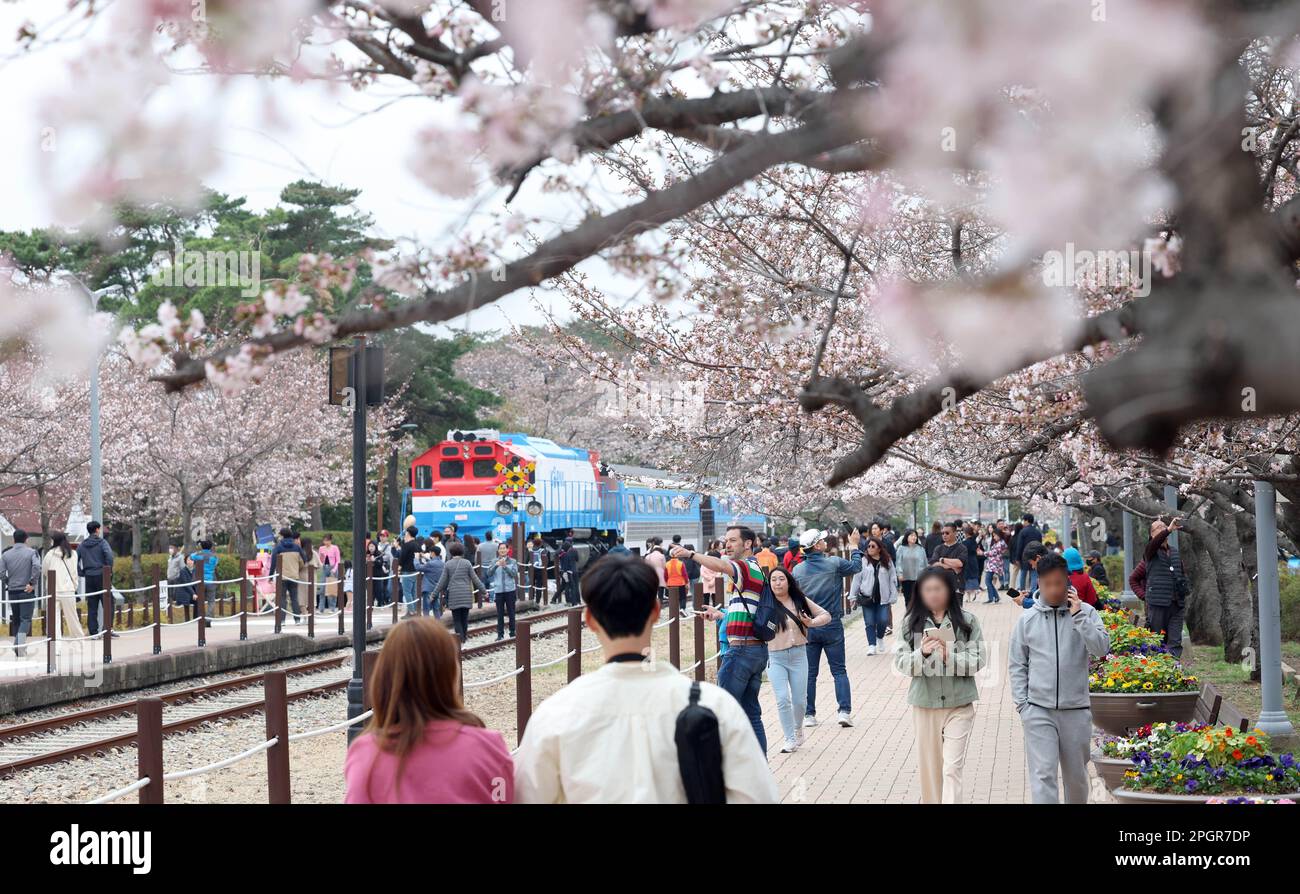 24th Mar 2023 Eve Of Jinhae Cherry Blossom Fest People Walk Under