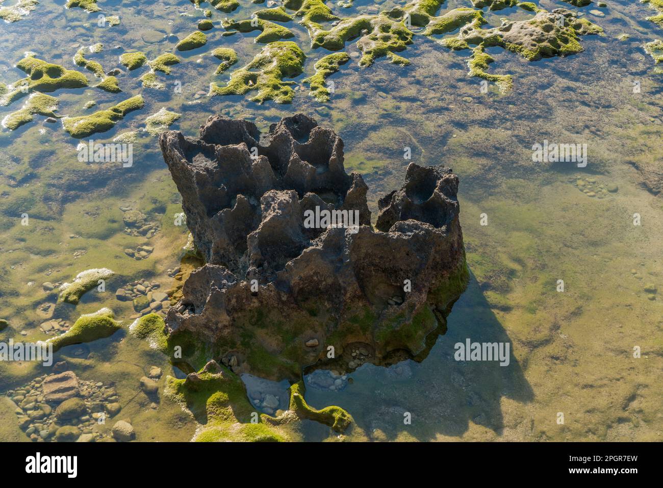 Algae seashore hi-res stock photography and images - Alamy