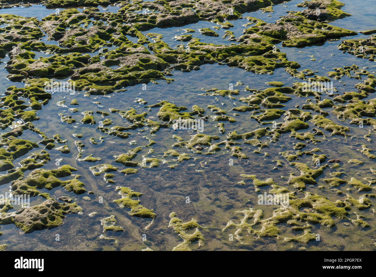 Algae seashore hi-res stock photography and images - Alamy
