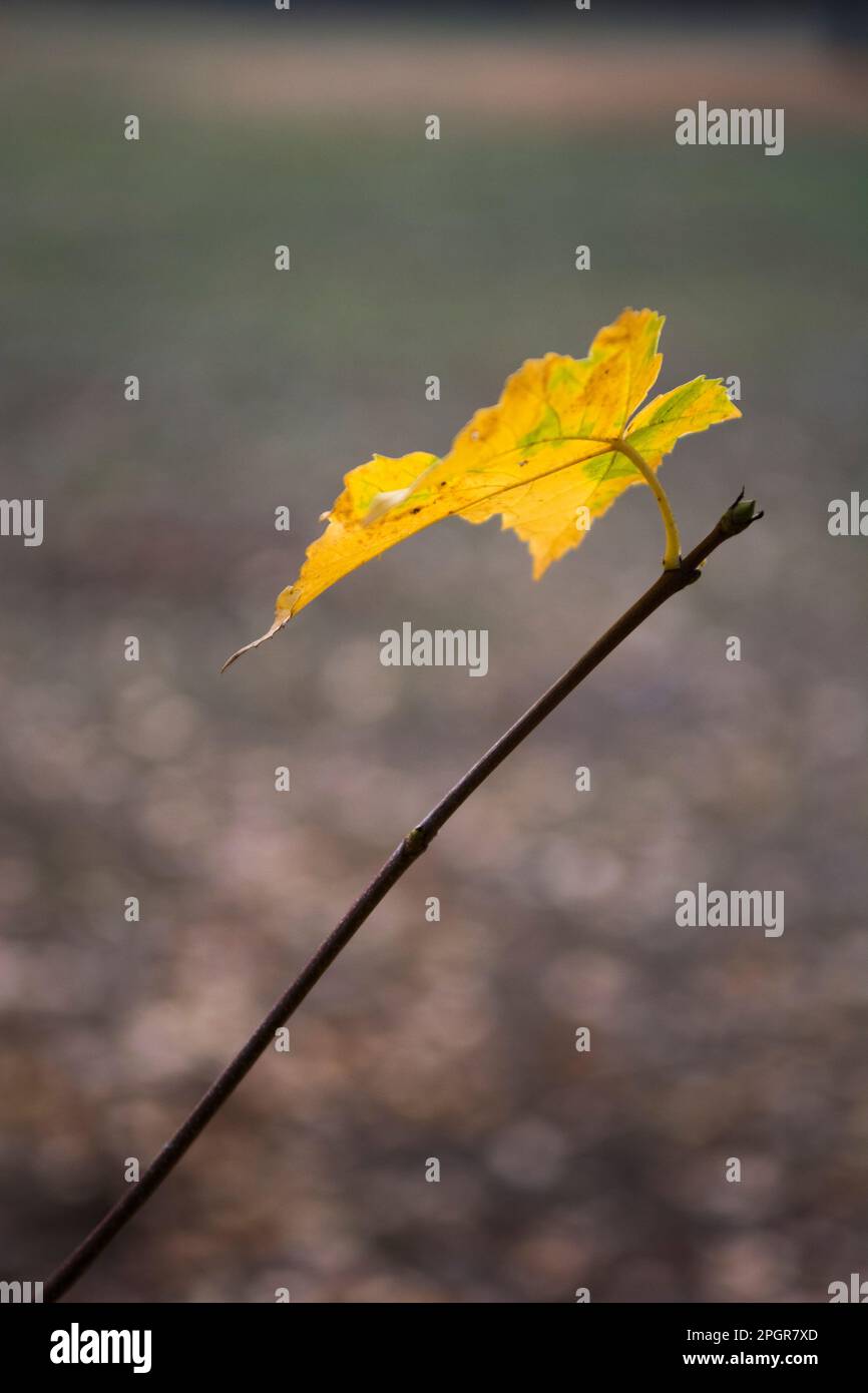 Autumn single leaf on branch hi-res stock photography and images - Alamy
