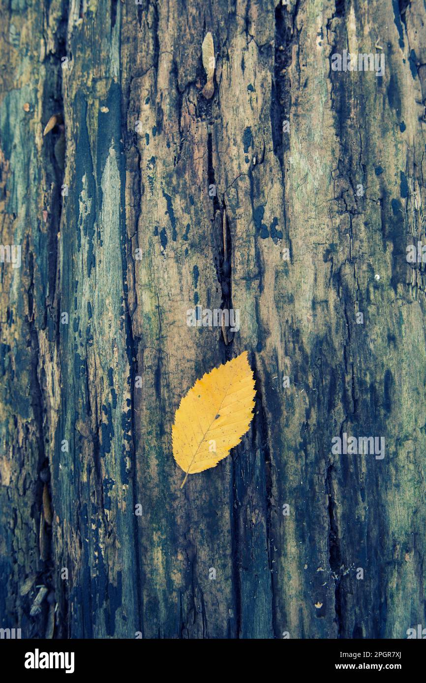 Closeup single yellow tree hi-res stock photography and images - Alamy