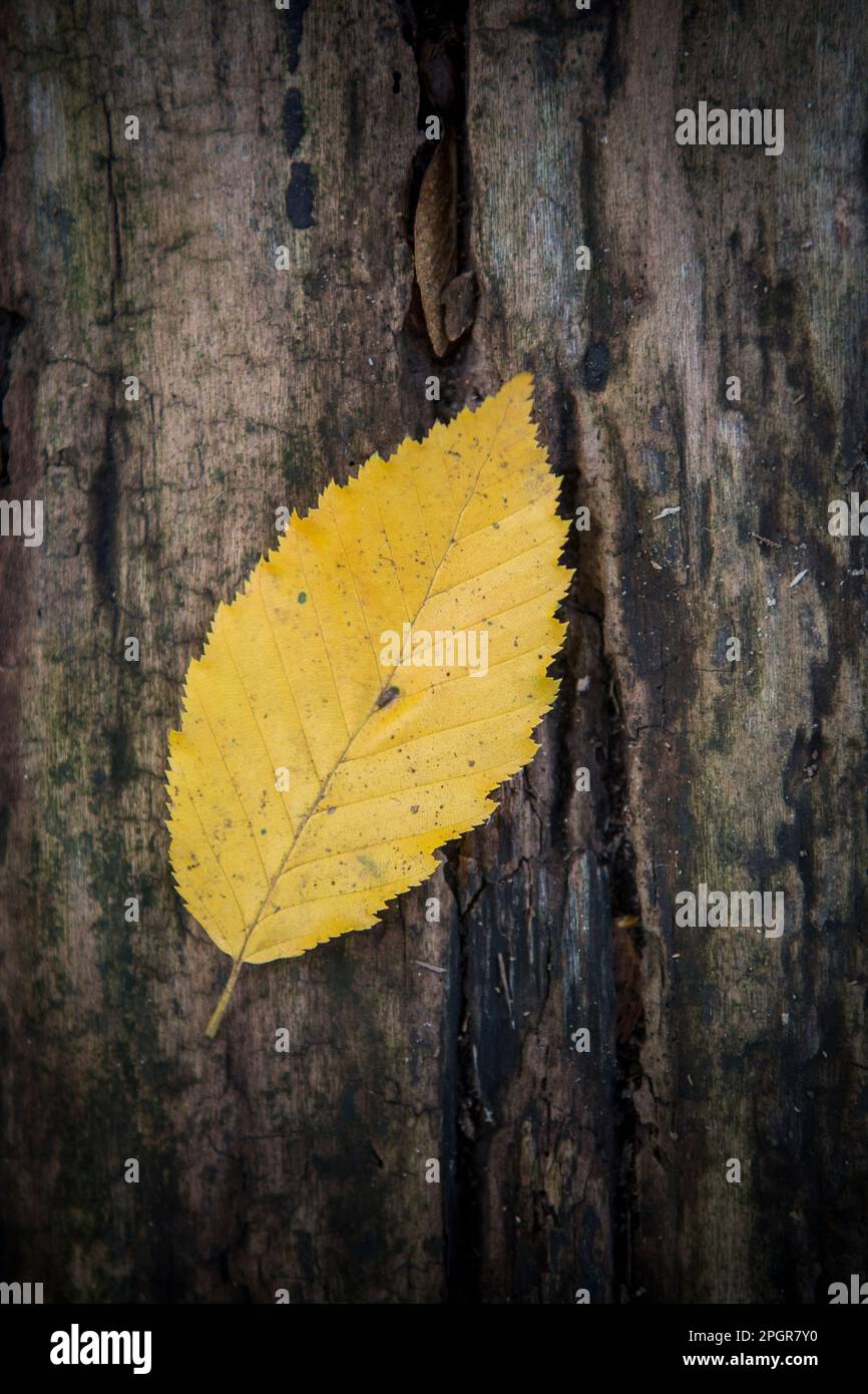 Yellow change hi-res stock photography and images - Alamy