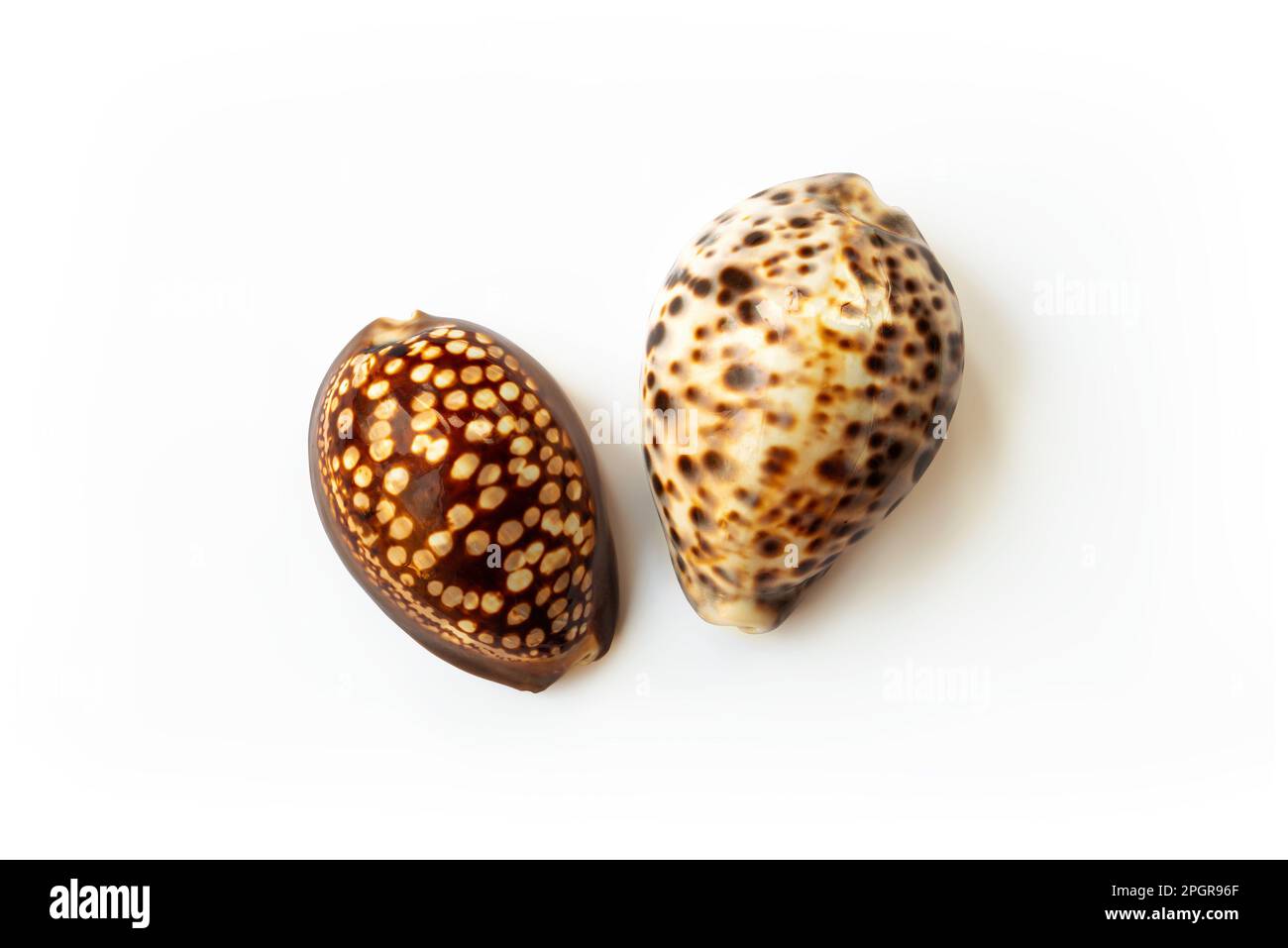 Cypraea Mauritania and Cypraea tigris shells isolated on white ...