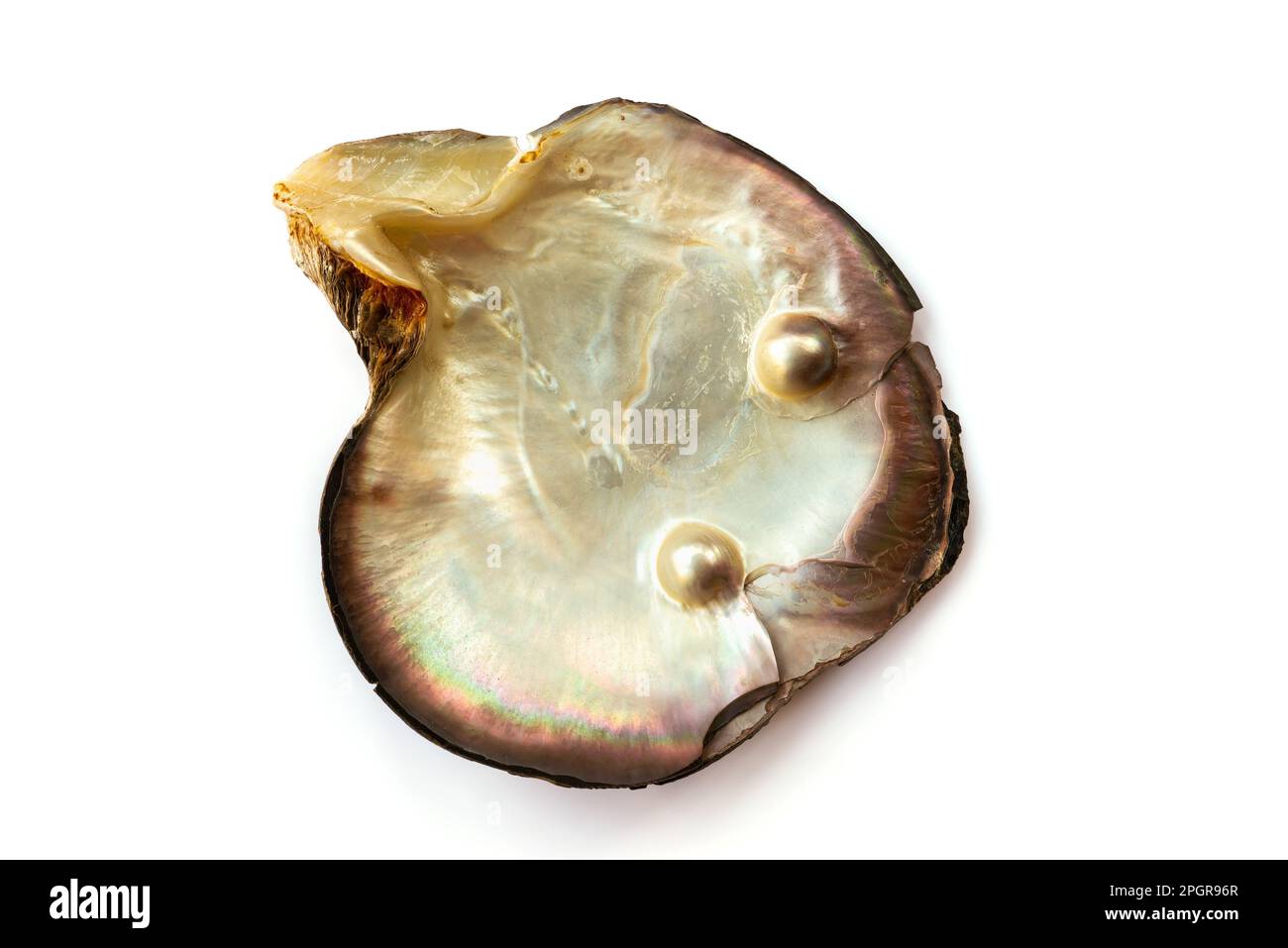 Mother of pearl oyster, with two pearls, isolated on white background ...