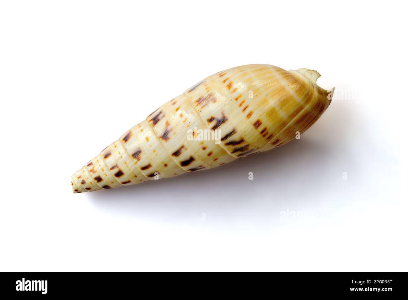 Broken Terebra Maculata shell isolated on white background Stock Photo ...