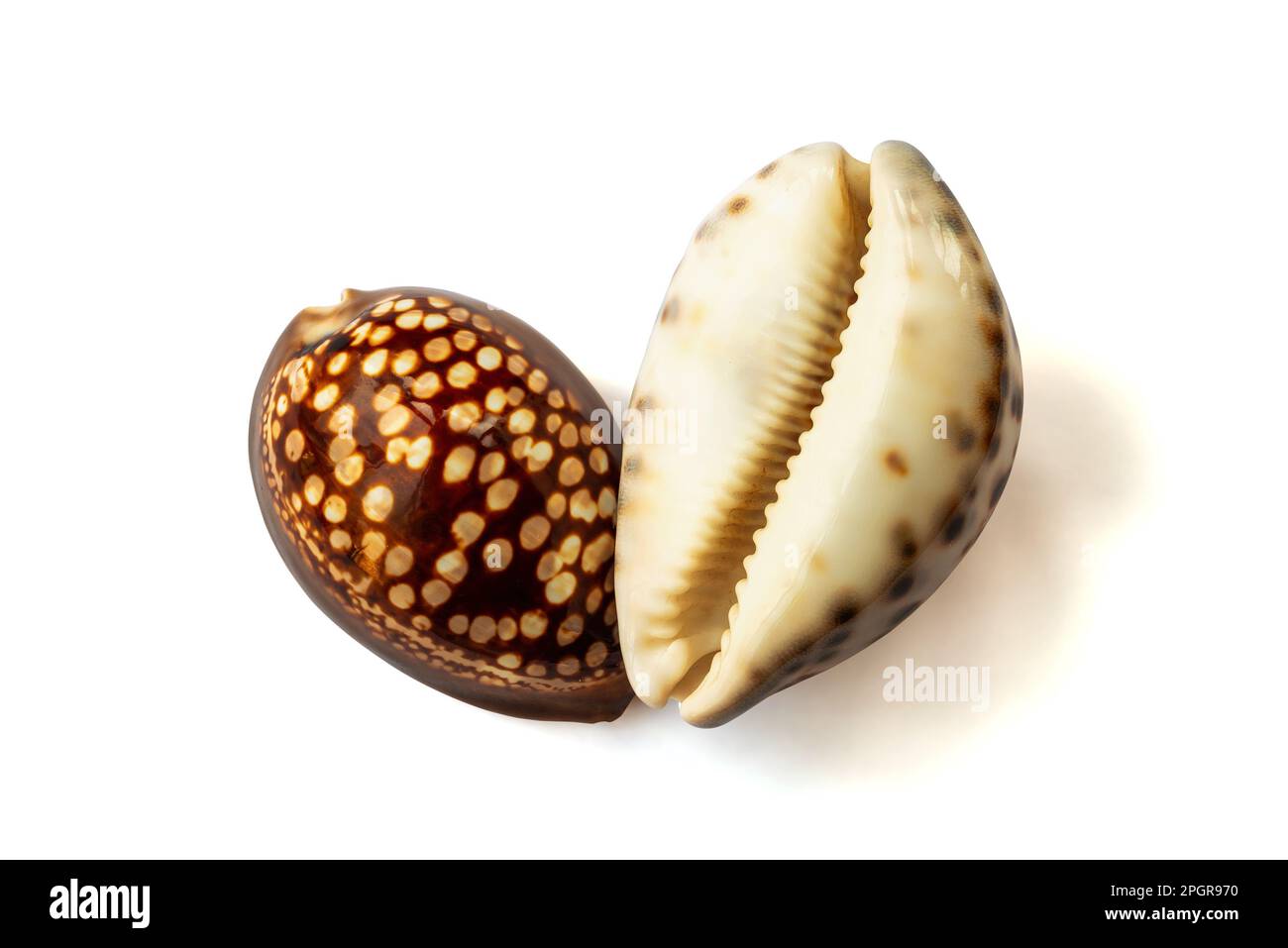 Cypraea Mauritania and Cypraea tigris shells isolated on white ...