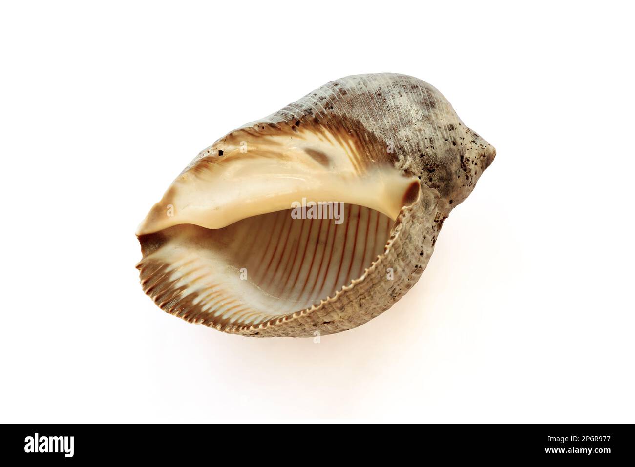Rapana venosa shell from Tahiti isolated on white Stock Photo - Alamy