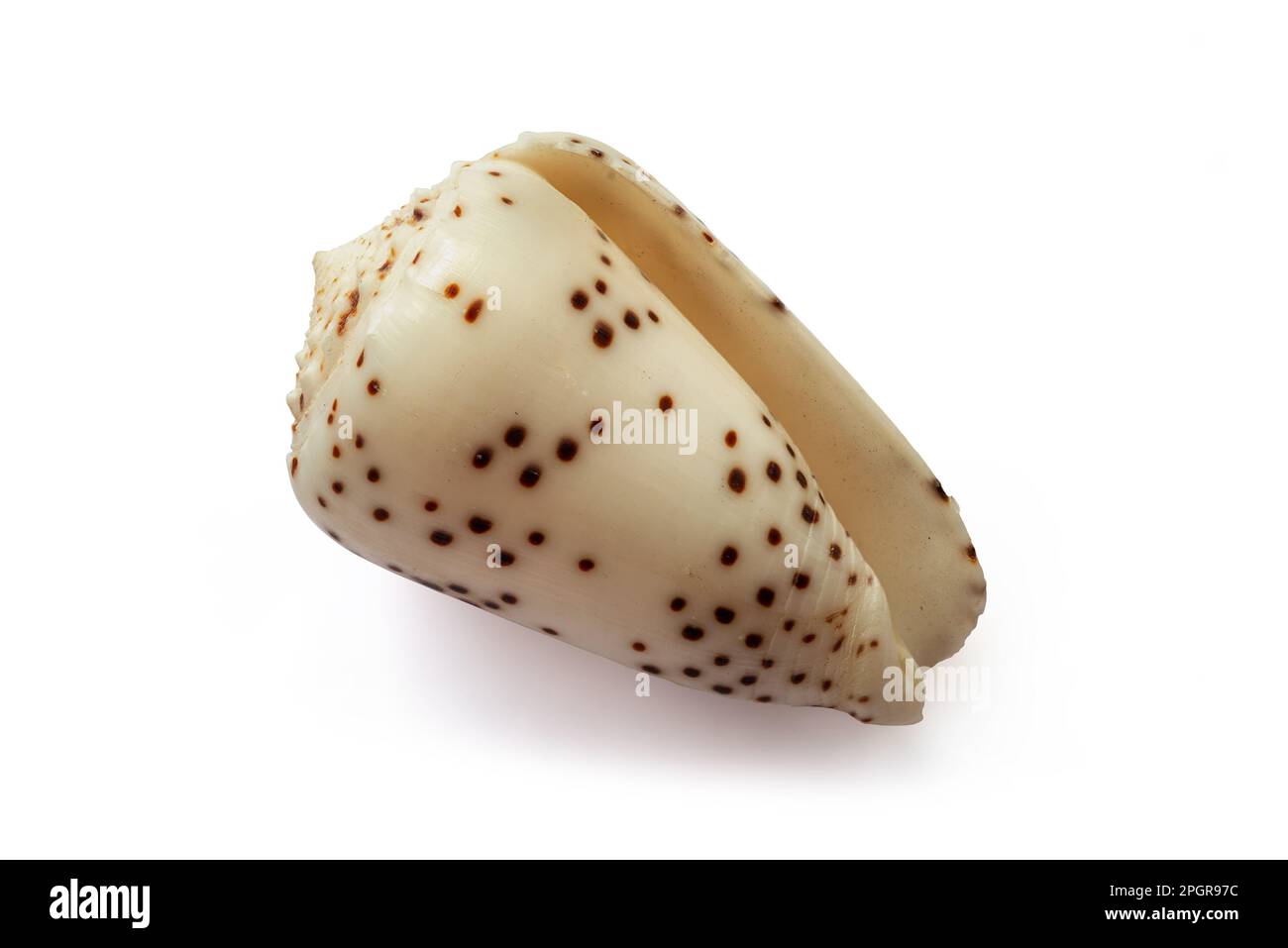 Conus parvatus shell isolated on white background Stock Photo - Alamy